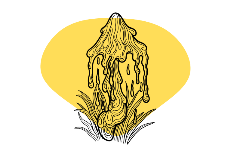 Z-Strain Magic Mushrooms: Potency, Effects, & Growing Tips - Tripsitter