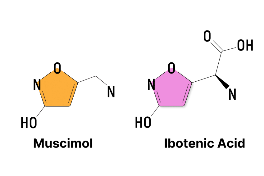 Best Amanita muscaria Gummies [Reviewed] 🍄 - Tripsitter