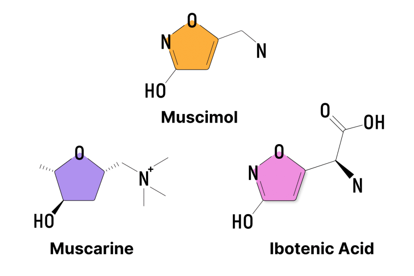 Where To Buy Fly Agaric Mushrooms: Amanita muscaria for Sale - Tripsitter