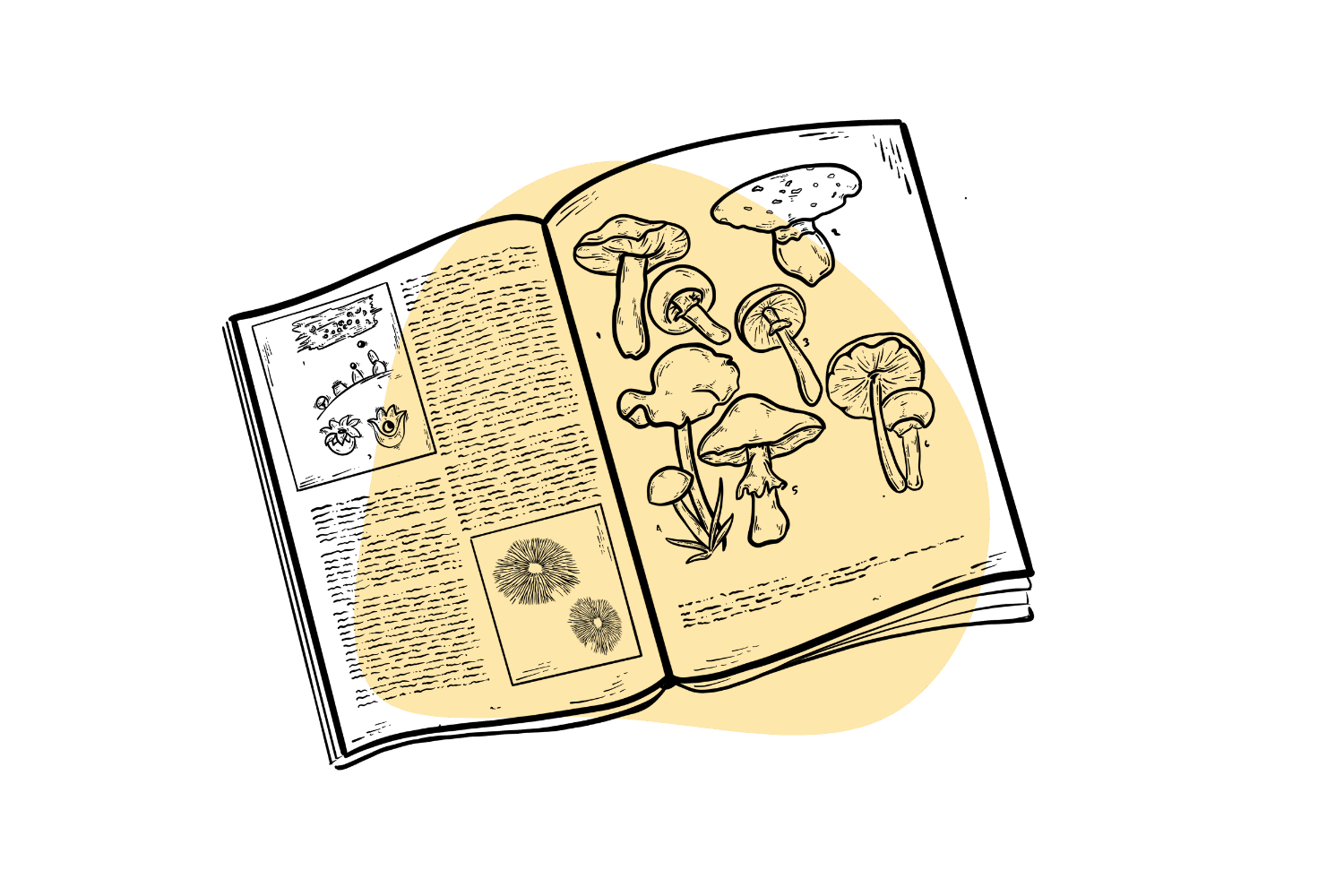 Where Do Shrooms Grow? How to Find Magic Mushrooms in the Wild - Tripsitter