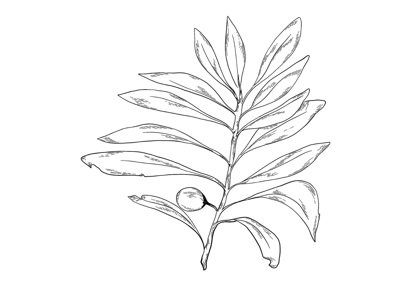 List of Plants That Contain DMT - Tripsitter