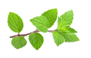 How to Make Shroom Tea: Step-By-Step Guide - Tripsitter