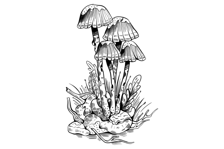 What Shrooms Are the Strongest? Top Strains & Species Ordered By ...