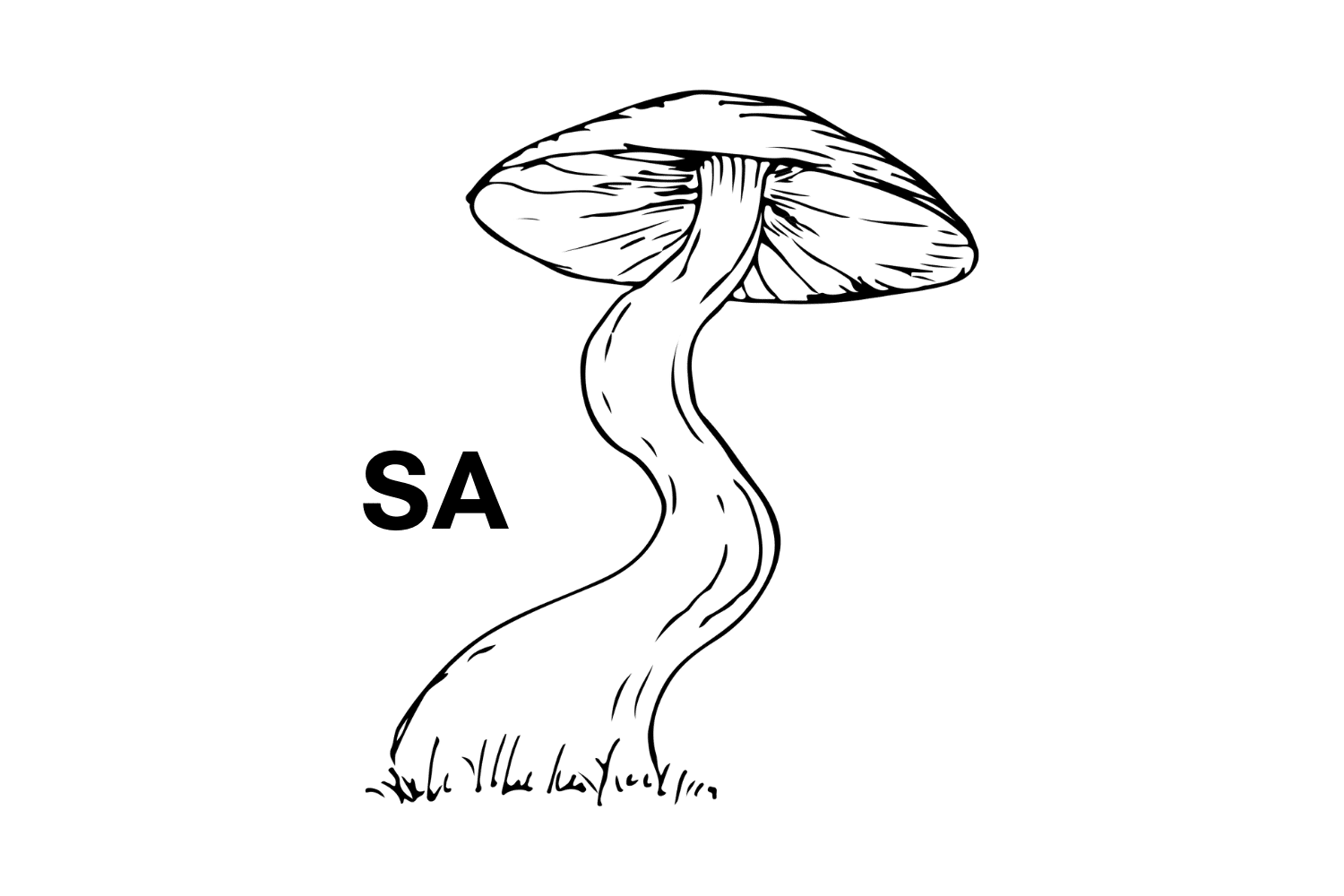 The PESA Strain: An Amazonian Strain of P. Cubensis - Tripsitter