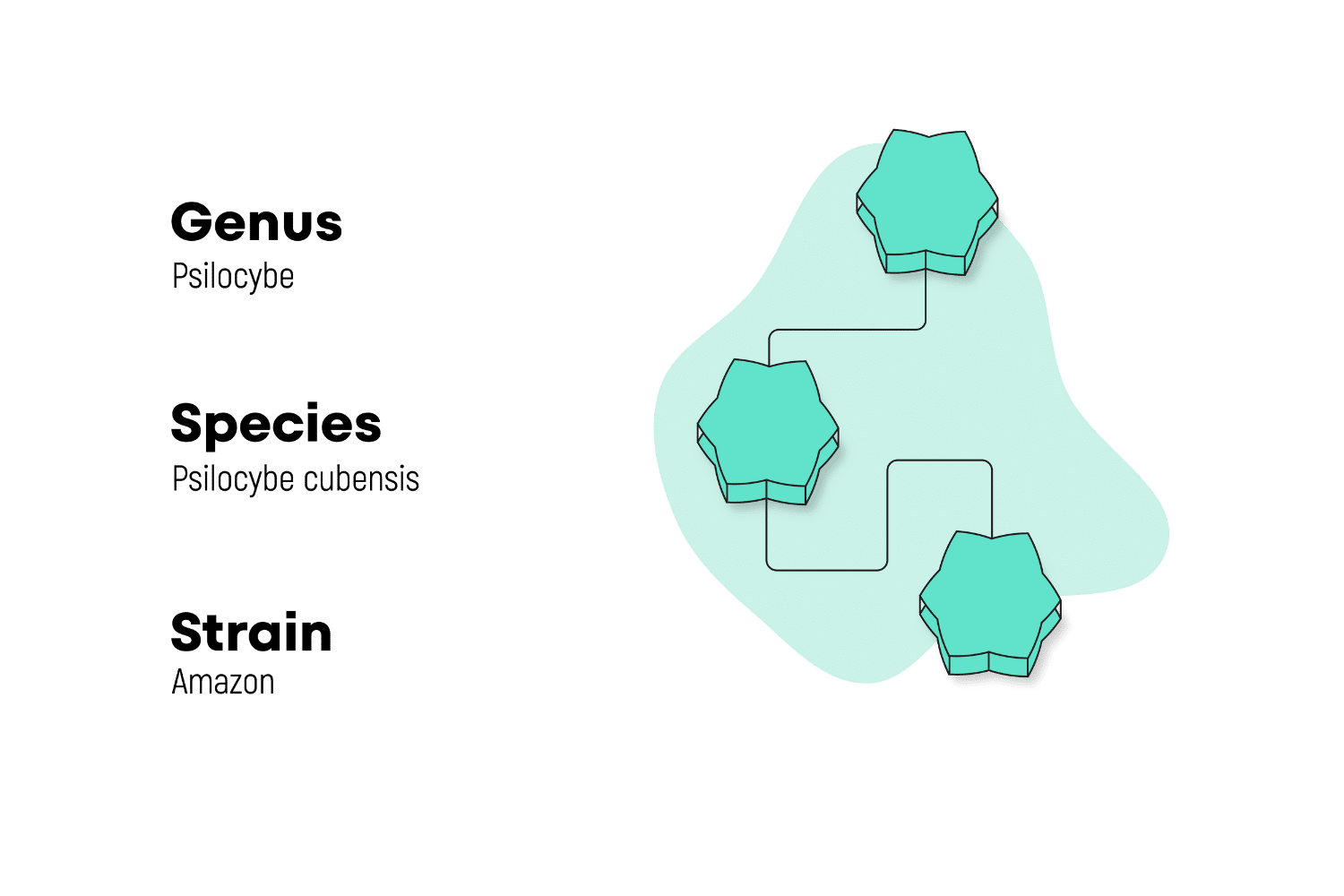 Exploring The Amazon Mushroom Strain: Giant Jungle Shrooms - Tripsitter