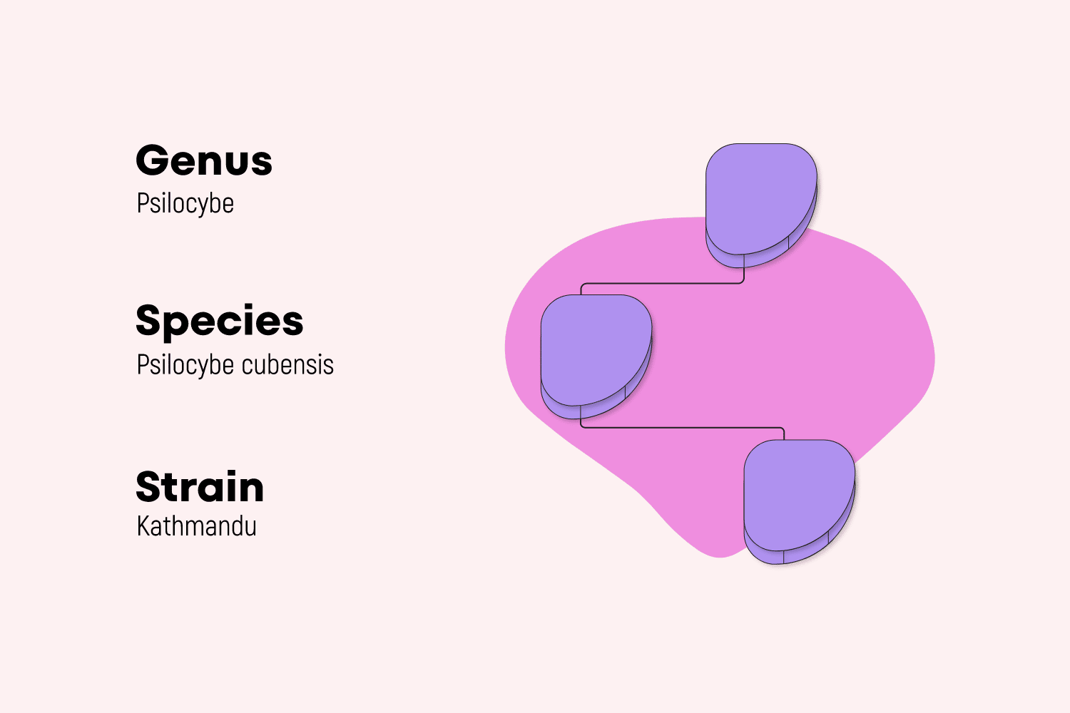 Kathmandu Strain: A Mysterious Nepalese Psilocybe cubensis - Tripsitter