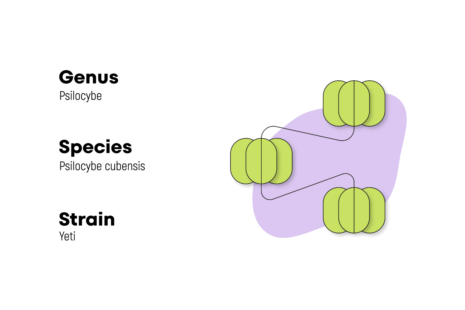 Yeti Shroom Strain: A True Albino Teacher Derivative That Packs a Punch ...