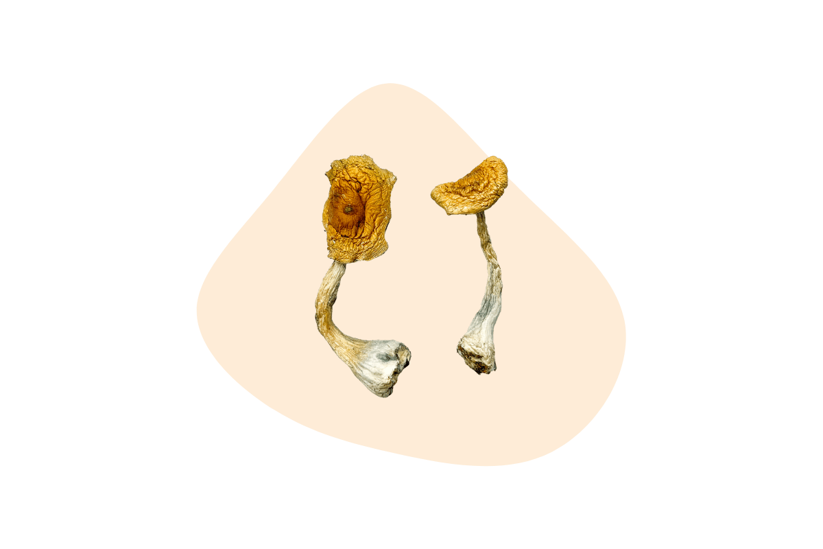 Tidal Wave: Psilocybin Cup Winner 2021 For Highest Potency - Tripsitter