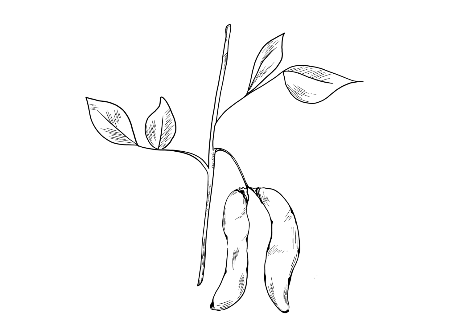 List of Plants That Contain DMT - Tripsitter