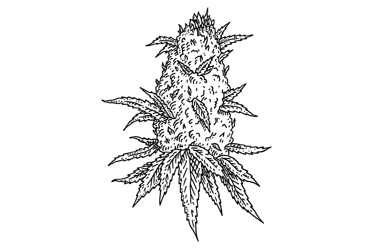 How Much Does A Quarter Pound of Weed Cost & How Long Will It Last? - Tripsitter